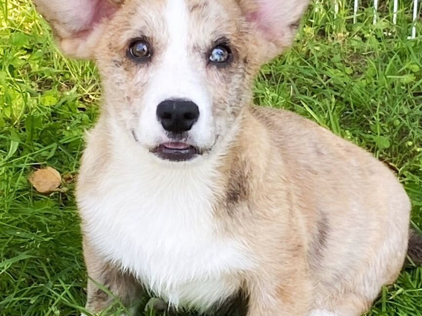 Томат конкретный парень (доставка)