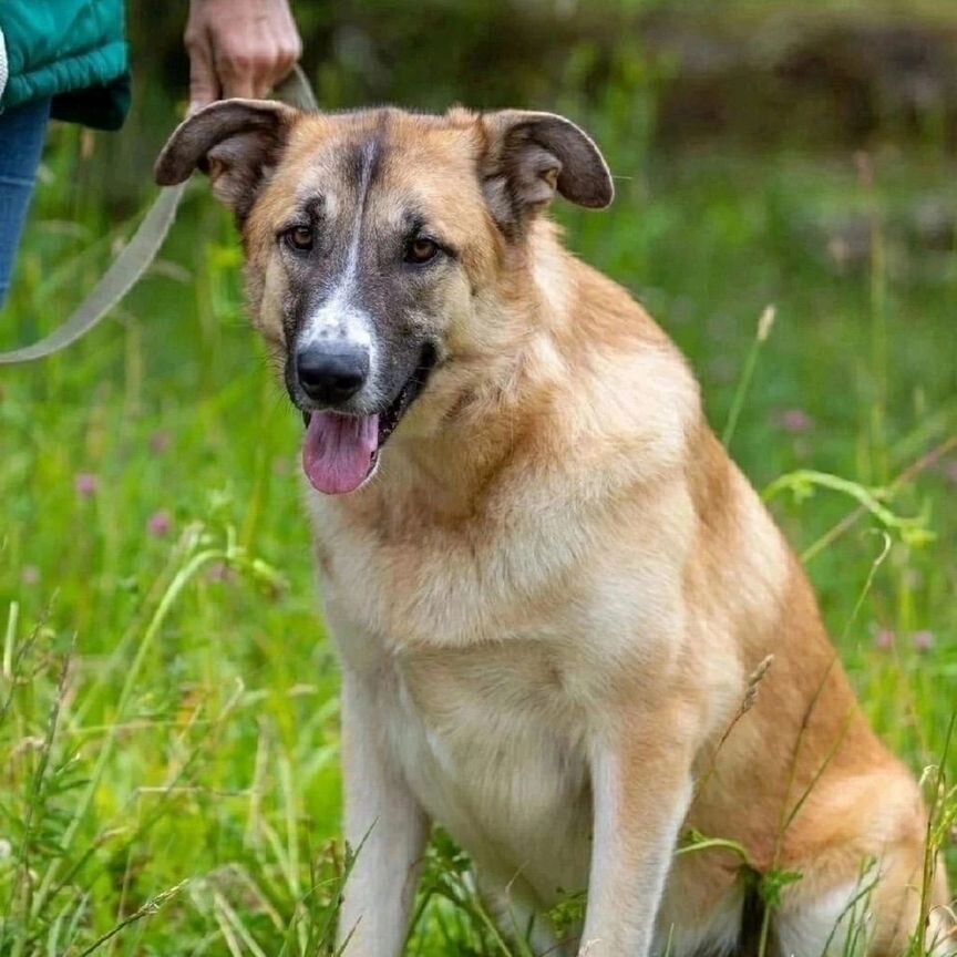 Собака в добрые руки отдам бесплатно