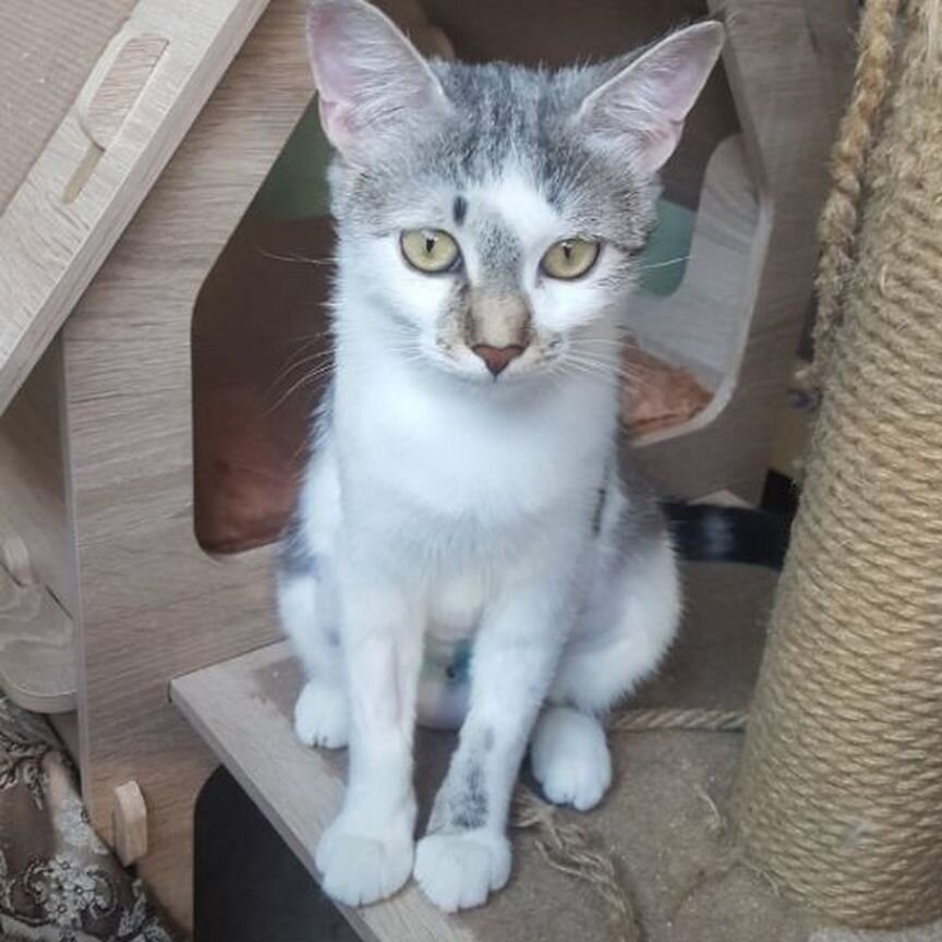 Домашний приют. Кошка 1 годик, стерилизованная
