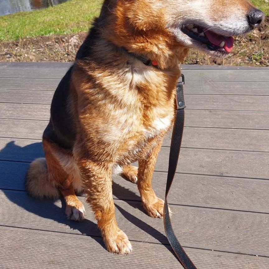 Берта в поисках дома