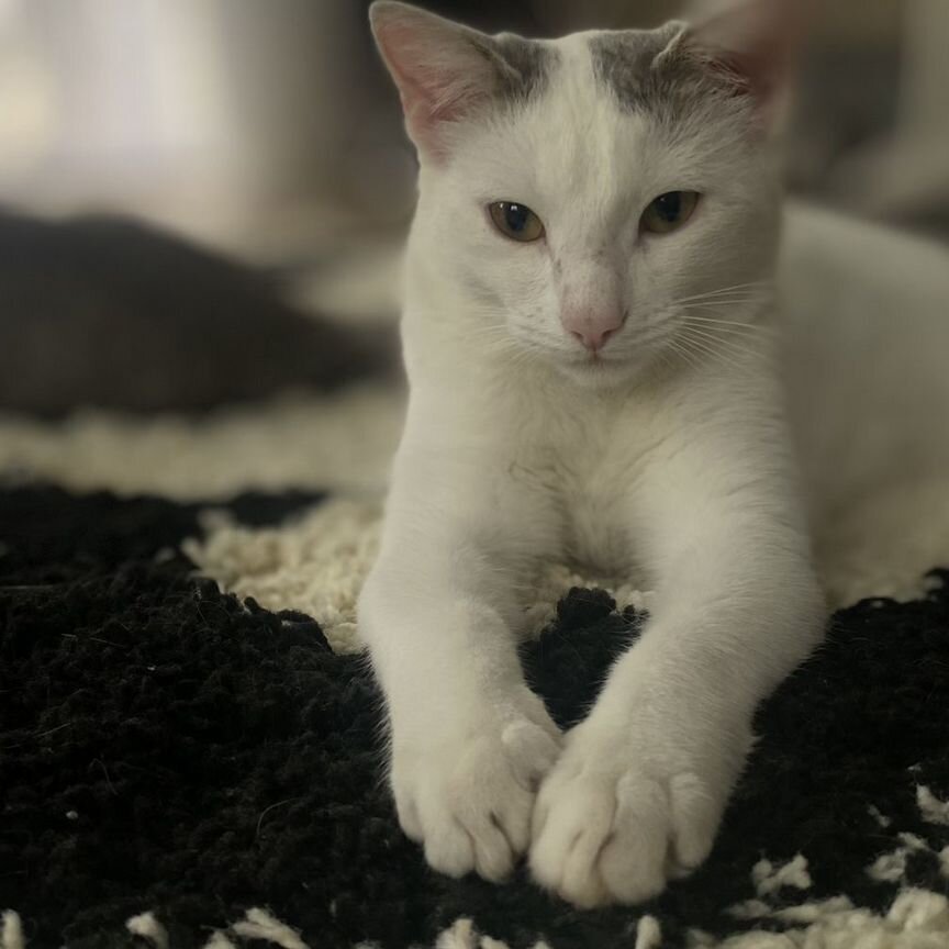 Кот Степа