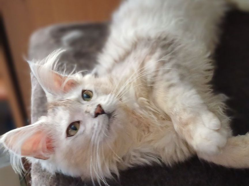 Кошечка Мейн кун