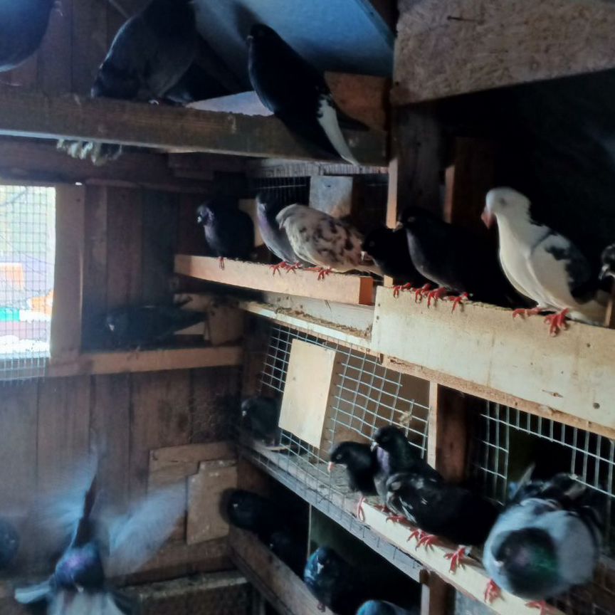 Продажа голубей