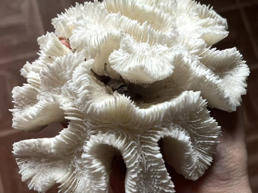 Коралл из Индийского океана