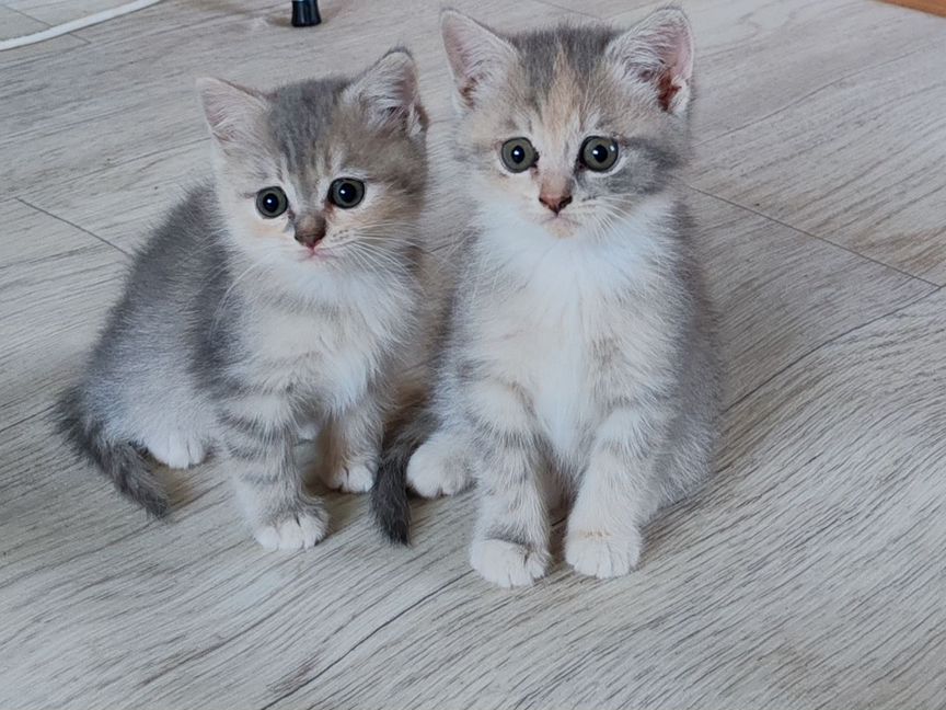 Шотландские котята