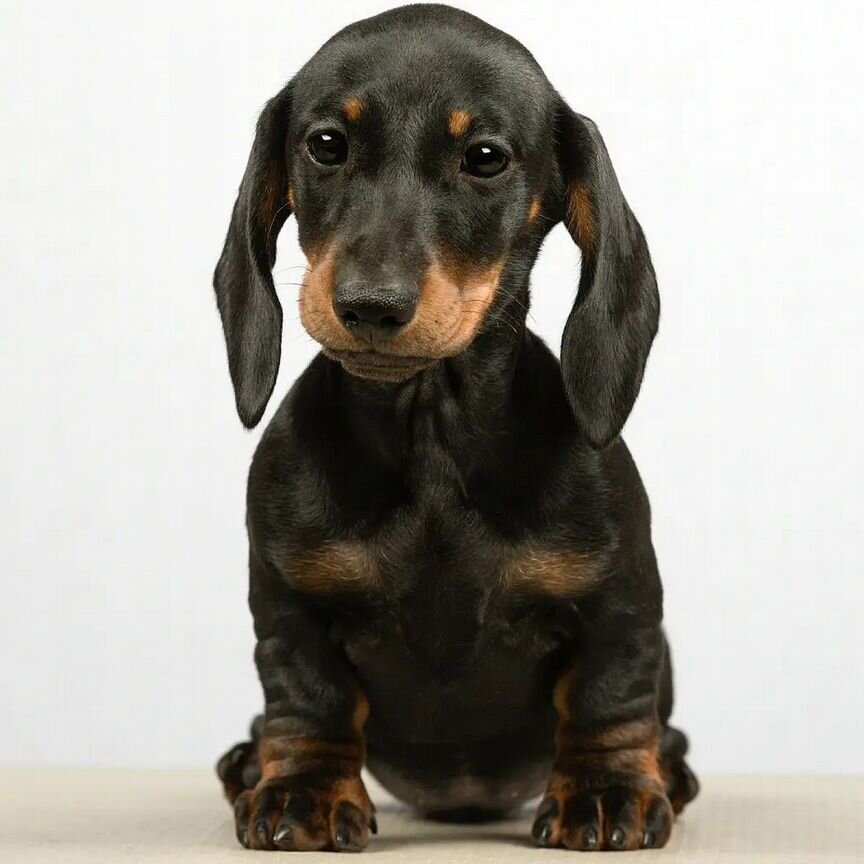 Такса, щенок