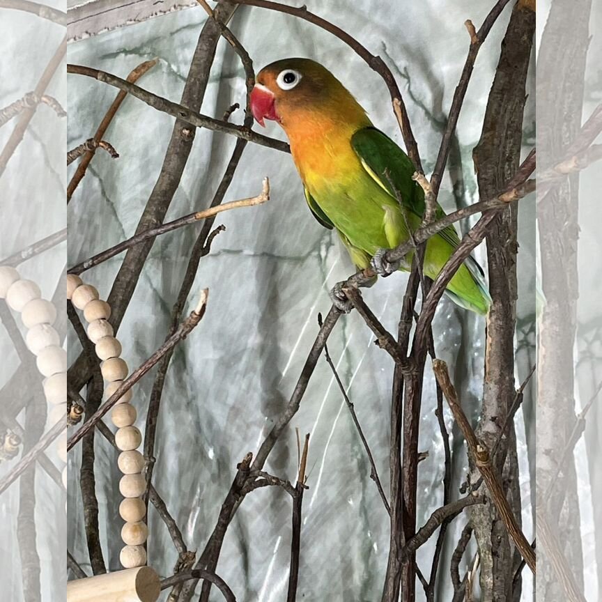 Попугай неразлучник