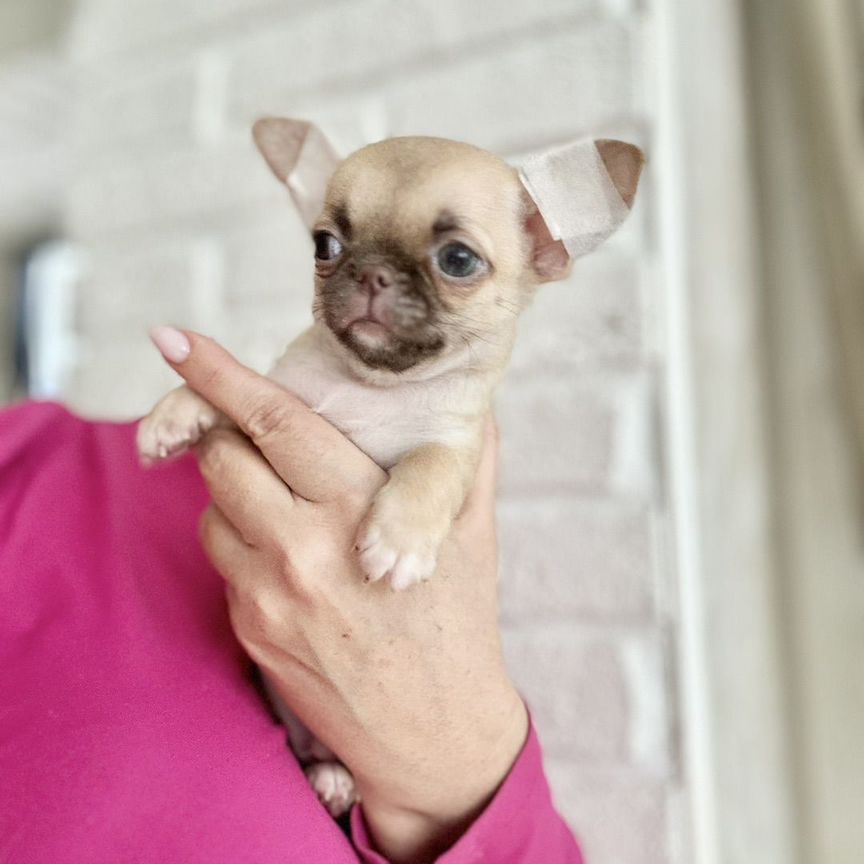 Чихуахуа малыши