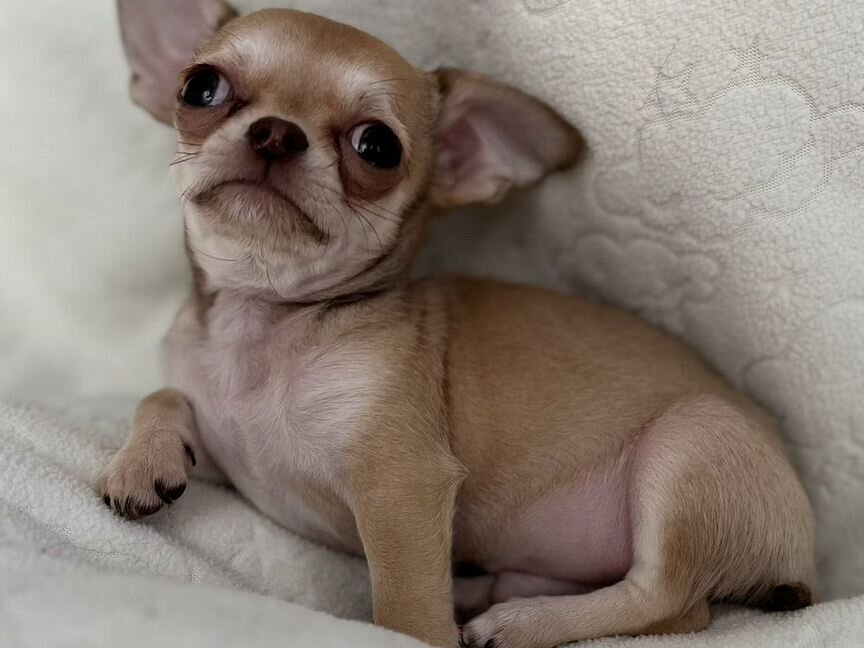 Микро мальчик чихуахуа