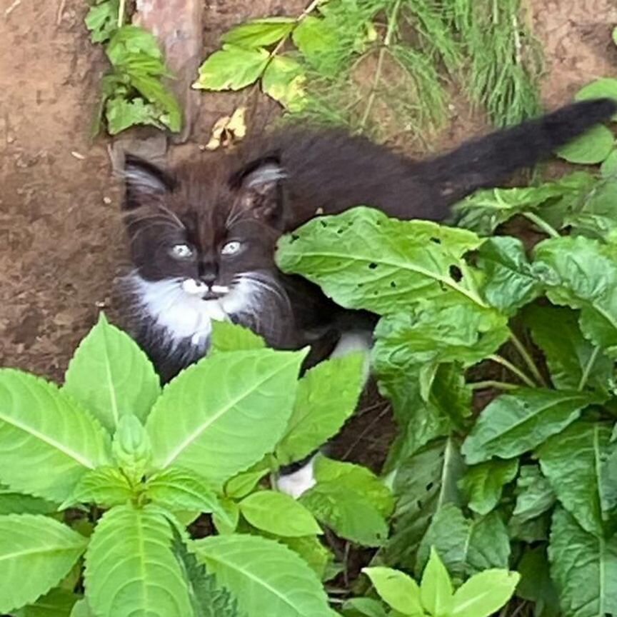 Котенок Пушистик