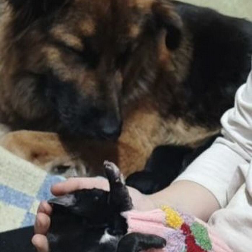 Щенки немецкой овчарки в добрые руки — бесплатно