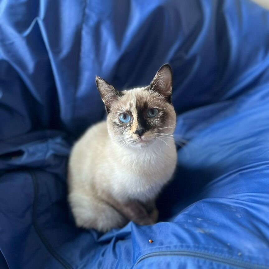 Меконгский бобтейл