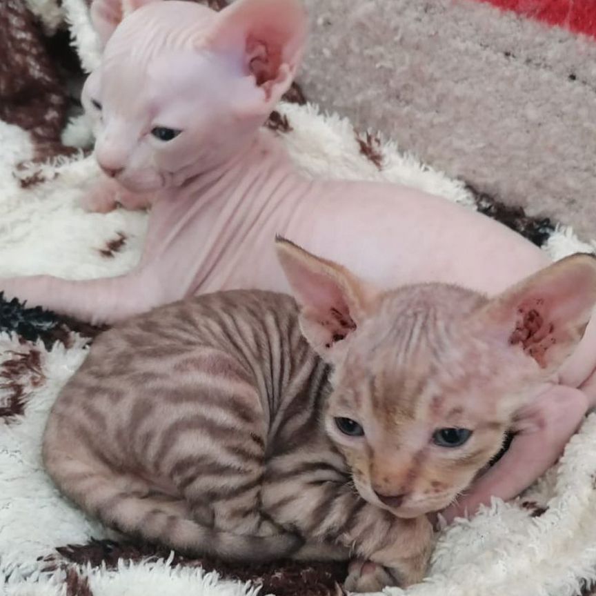 Продаются котята сфинкса