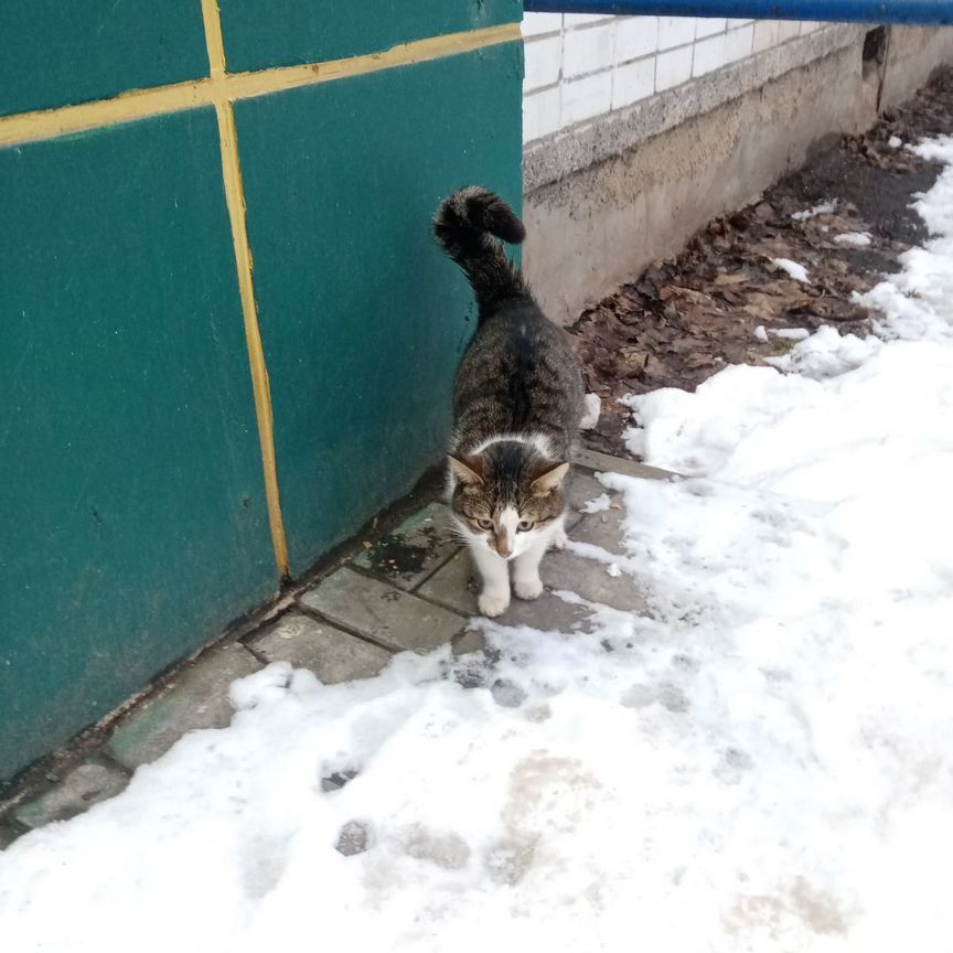 Кот в добрые руки