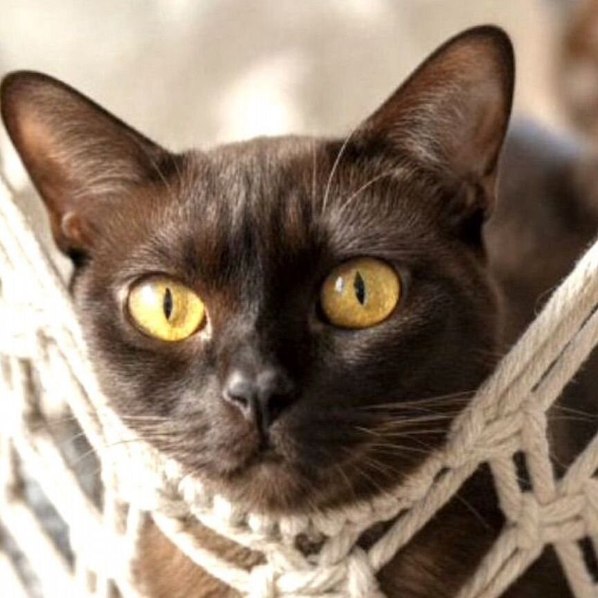 Европейская бурманская, взрослая кошка