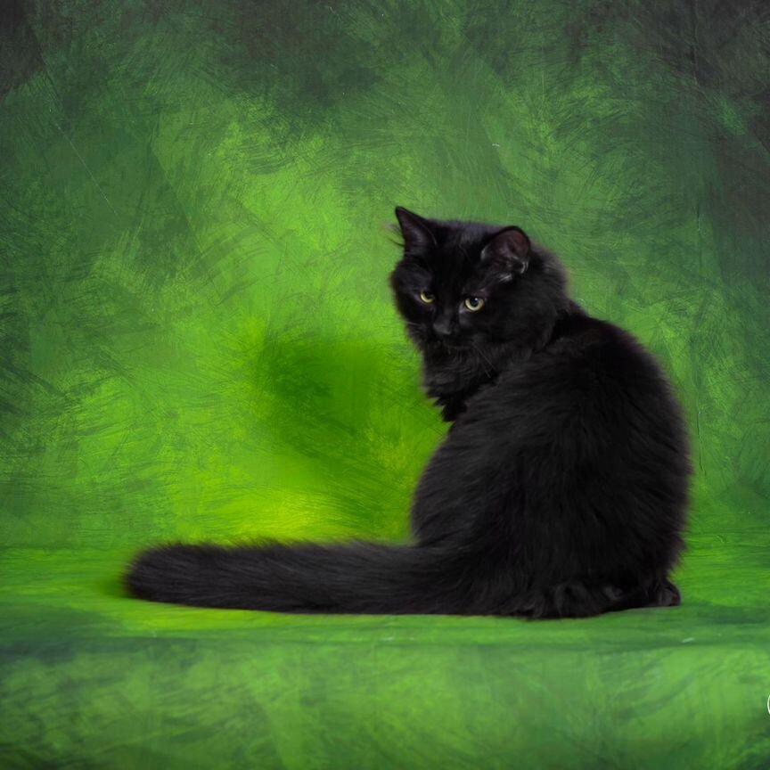 Сибирский котёнок Изумруд