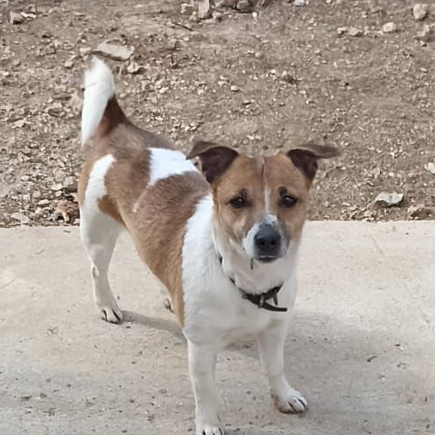 Отдам бесплатно. Джек Рассел