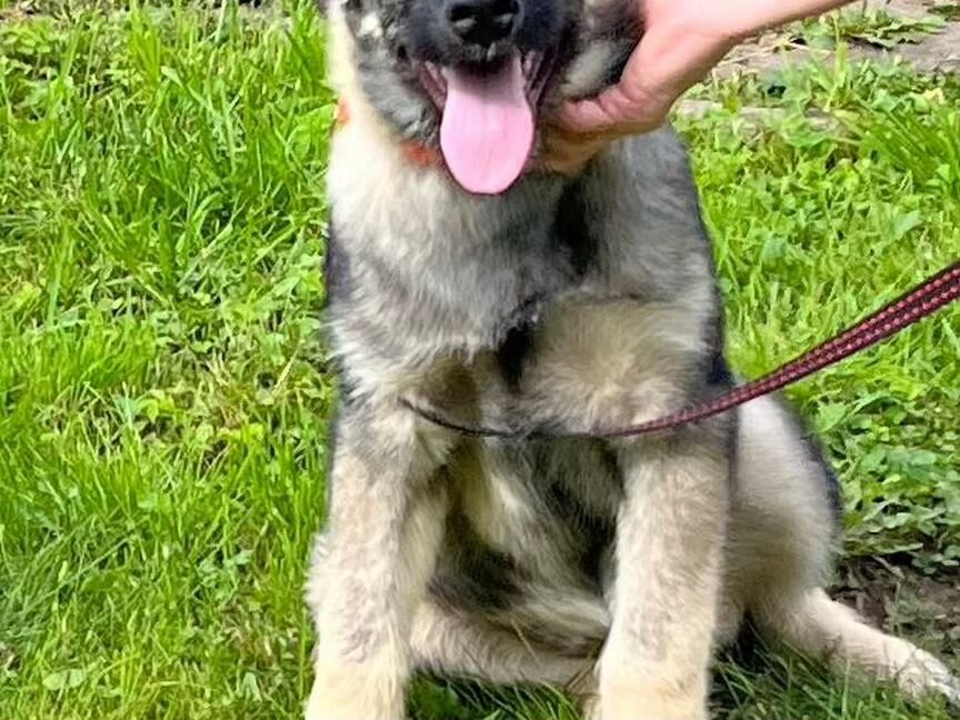 Ищем любящие семьи для щенят