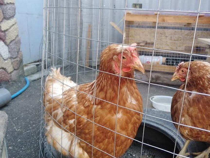 Куры несушки Ломан браун (9 мес)