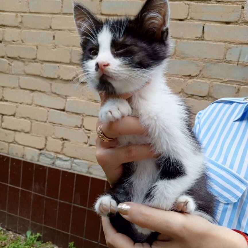 Маленький Маркизик