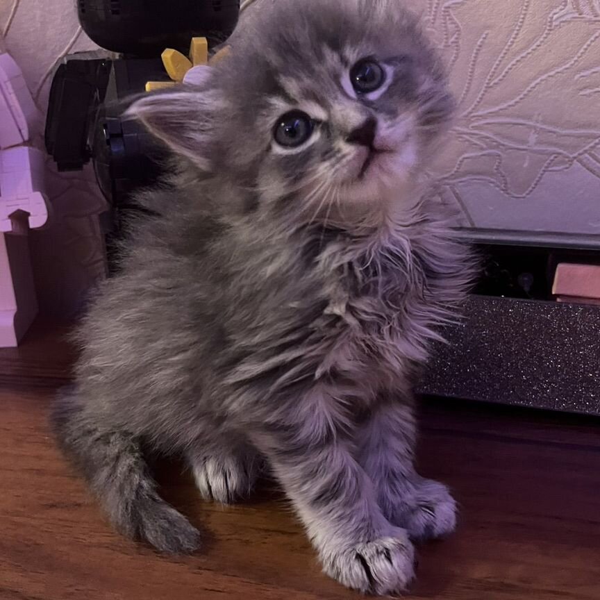 Сибирские котята