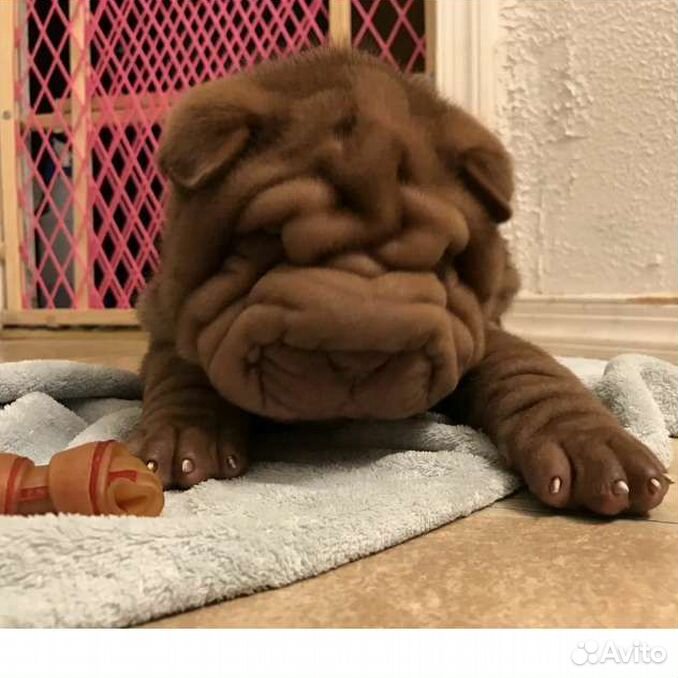 Щенок шарпея