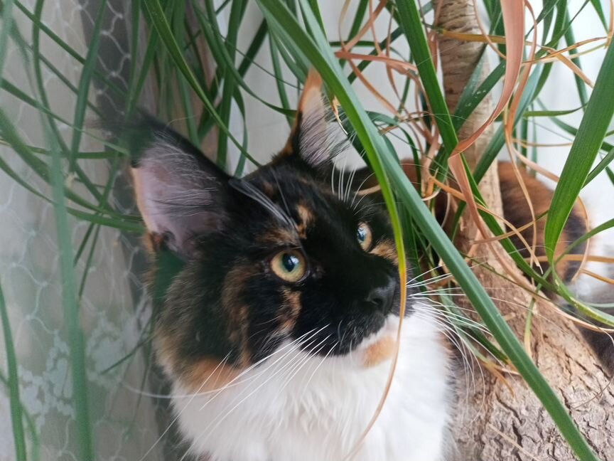 Банда мейн-кунов полидактов