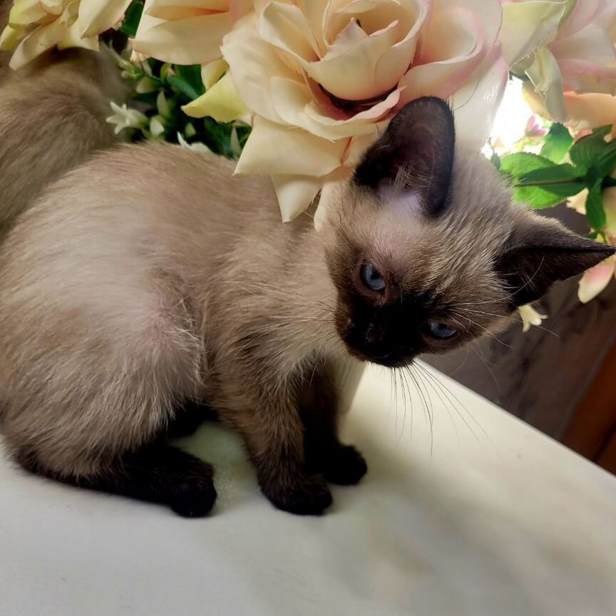 Сиамский котёнок