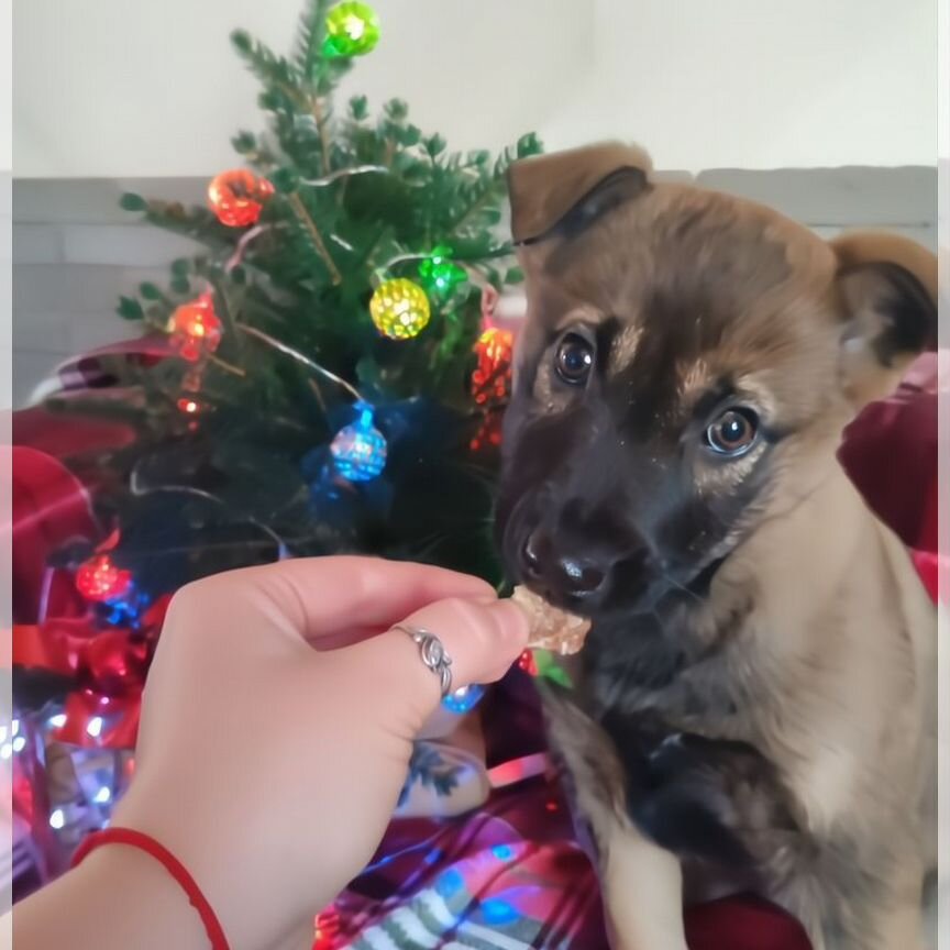 Щенок в добрые руки