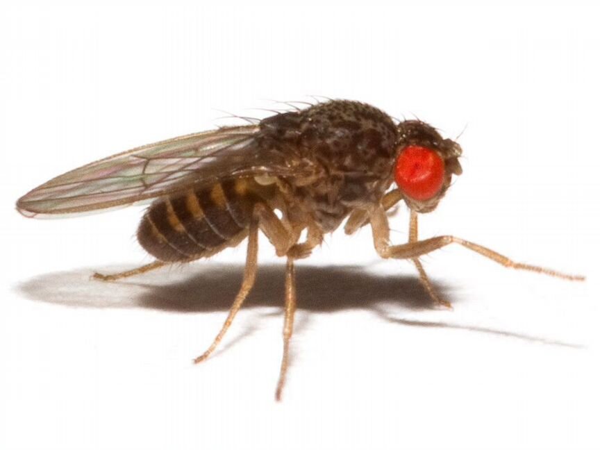 Дрозофила хидея (Drosophila hydei) корм