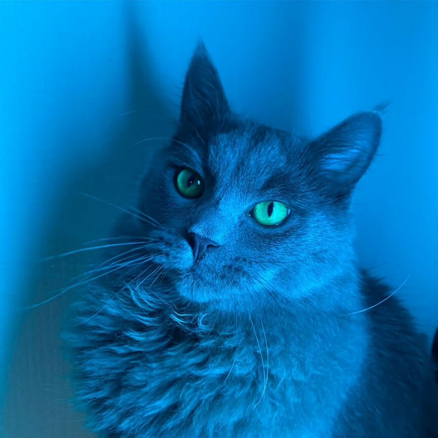 Кот в добрые руки