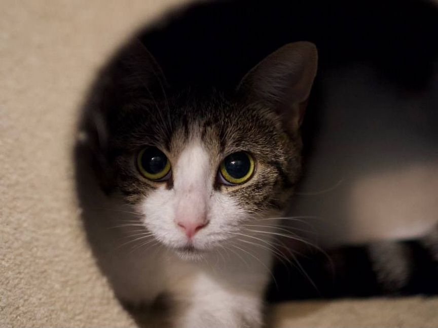 Скромная Бонита (кошка, 1 год)