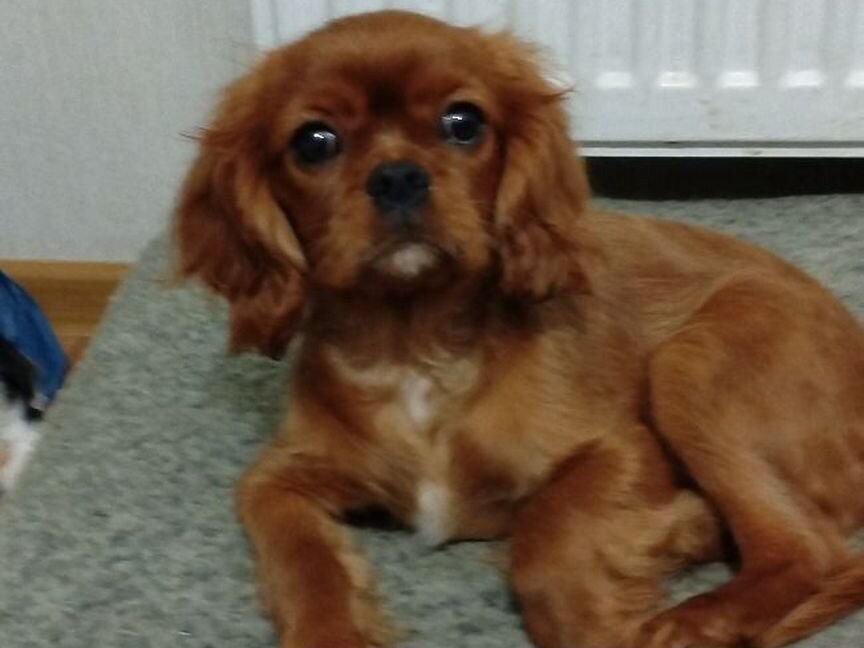 Кавалер кинг чарльз спаниель рубин