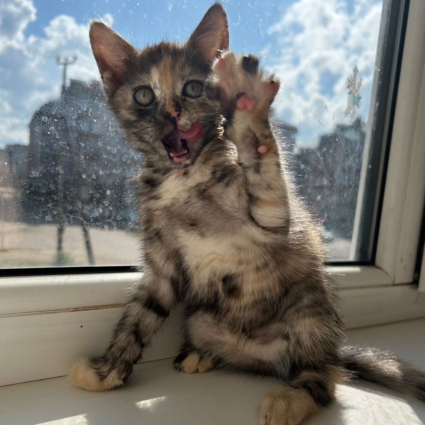 Котёнок в добрые руки
