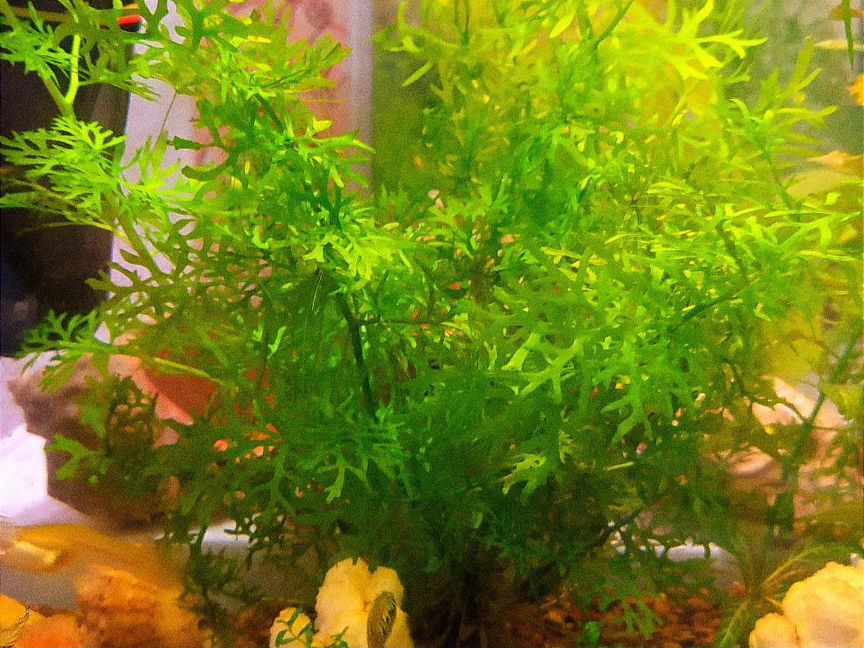 Аквариумные растения