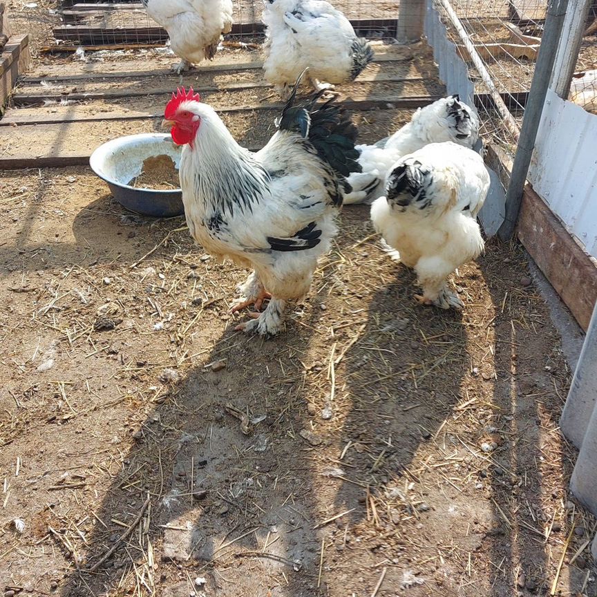 Цыплята брама