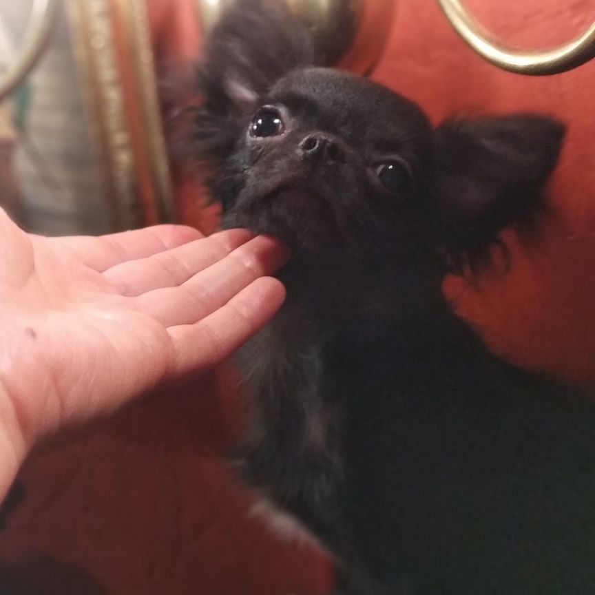 Чихуахуа мальчик