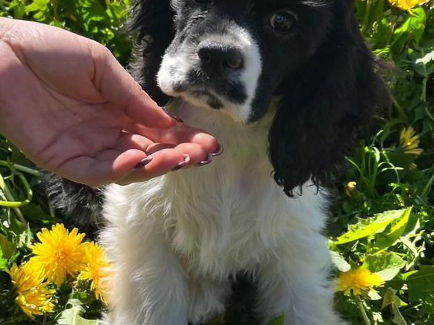 Американский кокер спаниель