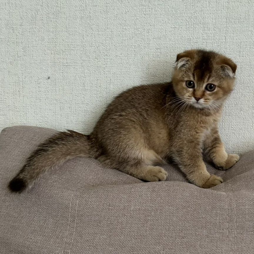 Шотландский вислоухий короткошёрстный котёнок