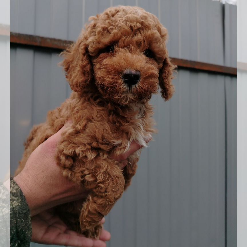 Пудель, щенок