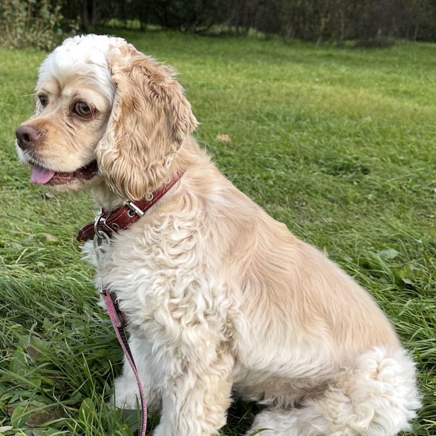 Американский кокер-спаниель, взрослая собака