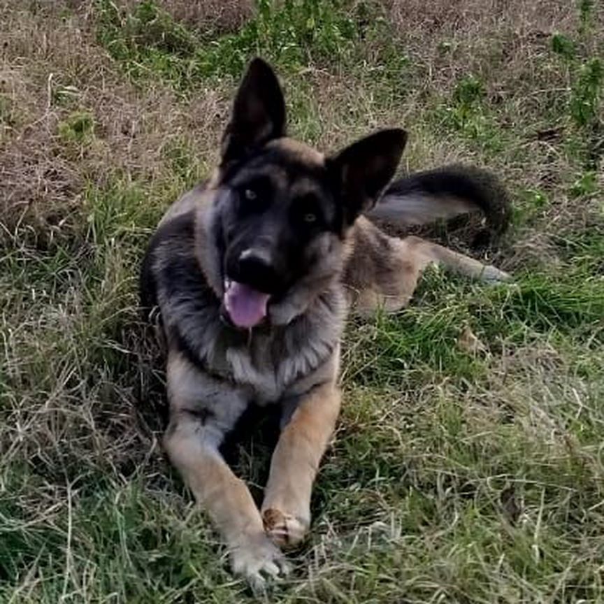 Восточно европейская овчарка