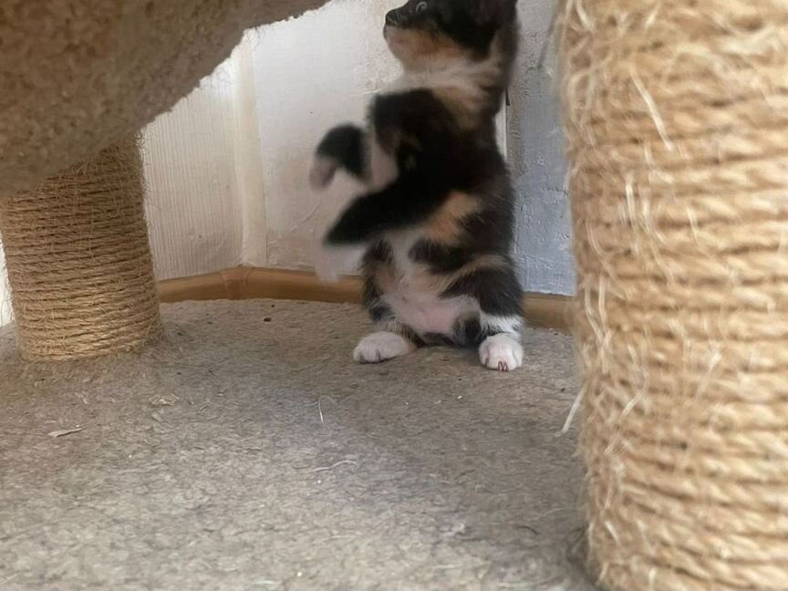 Котёнок, мамина любимка, в добрые ручки
