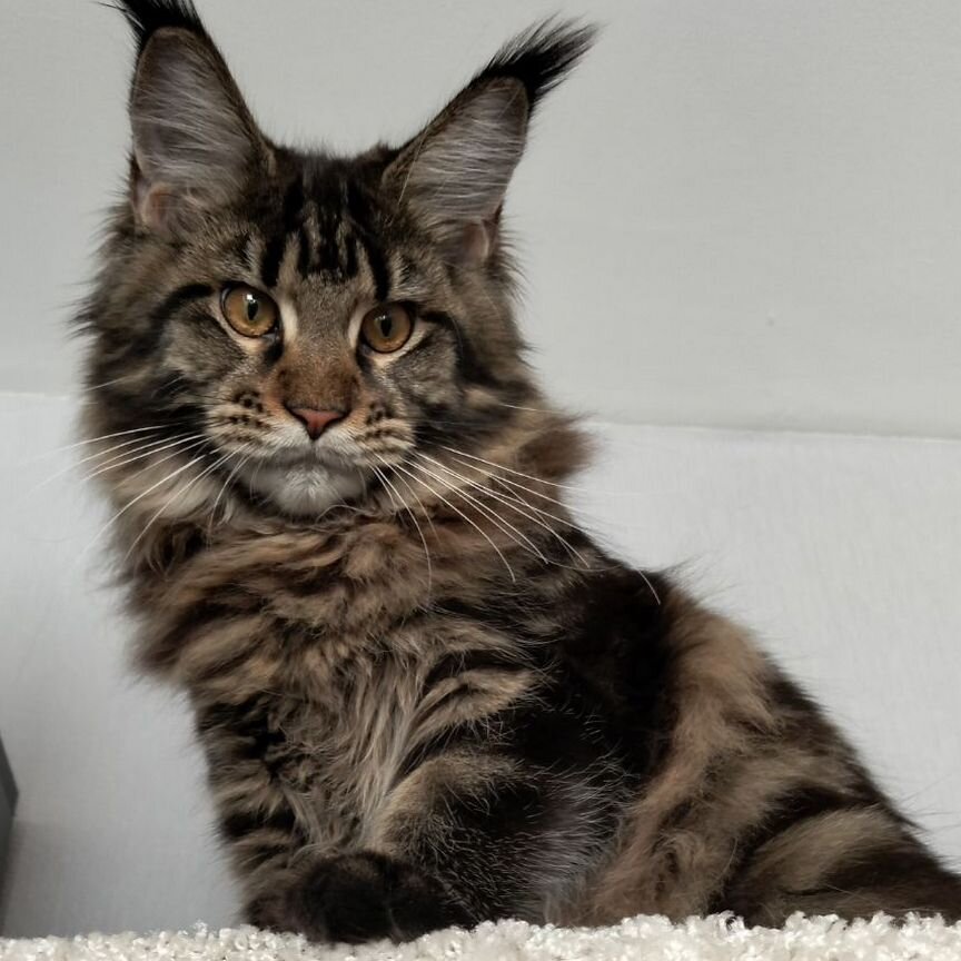 Мейн-кун котёнок