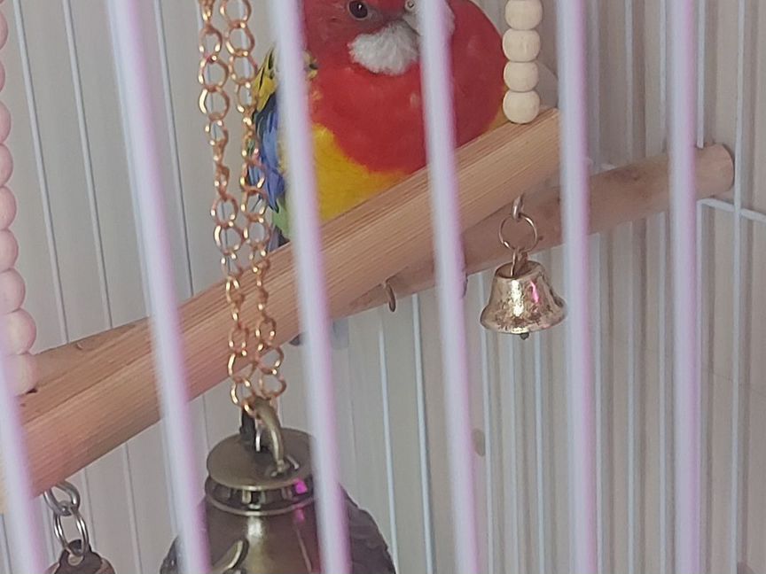 Попугай розовый пенанта с клеткой