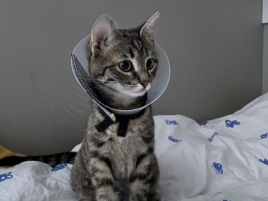 Котенок 7 месяцев