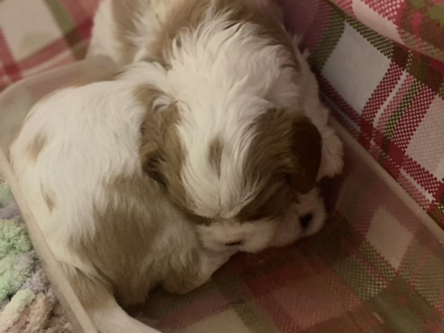 Щенок кавалер кинг чарльз спартель девочка