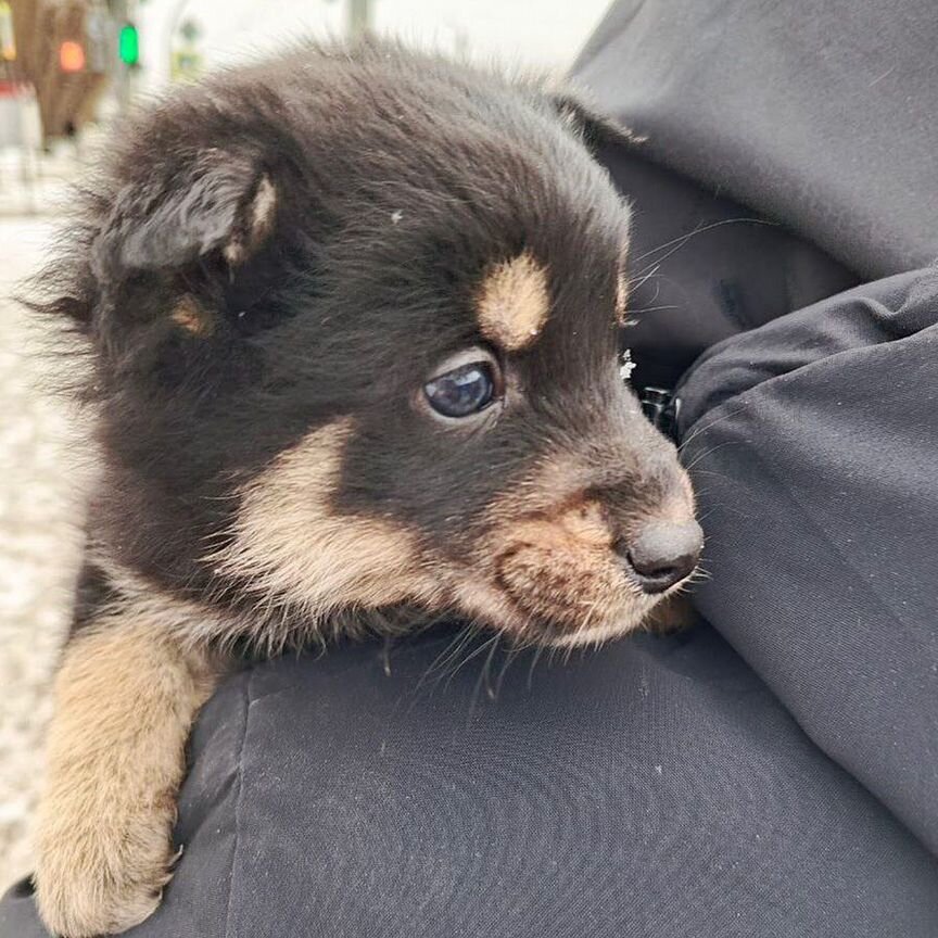 Щенок в добрые руки