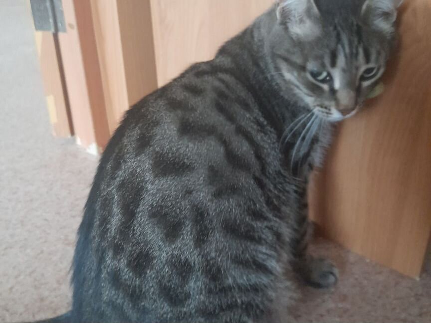 Жду дом и семью