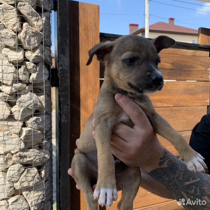 Шенки бесплатно в добрые руки